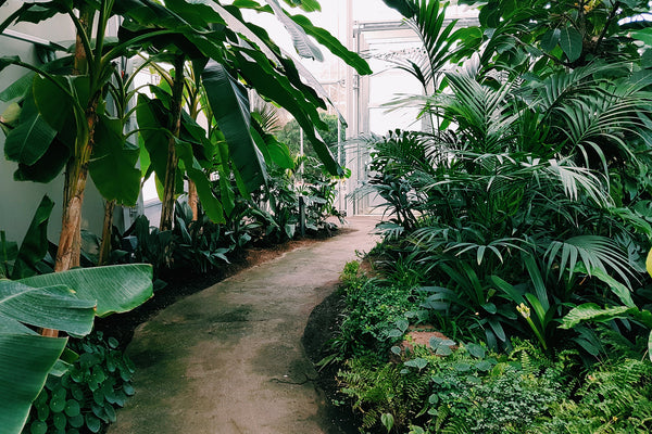 Why Plants Make You Happy – Horti