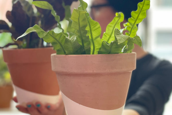 Spring Care for Indoor Plants (Tips + Checklist) – Horti