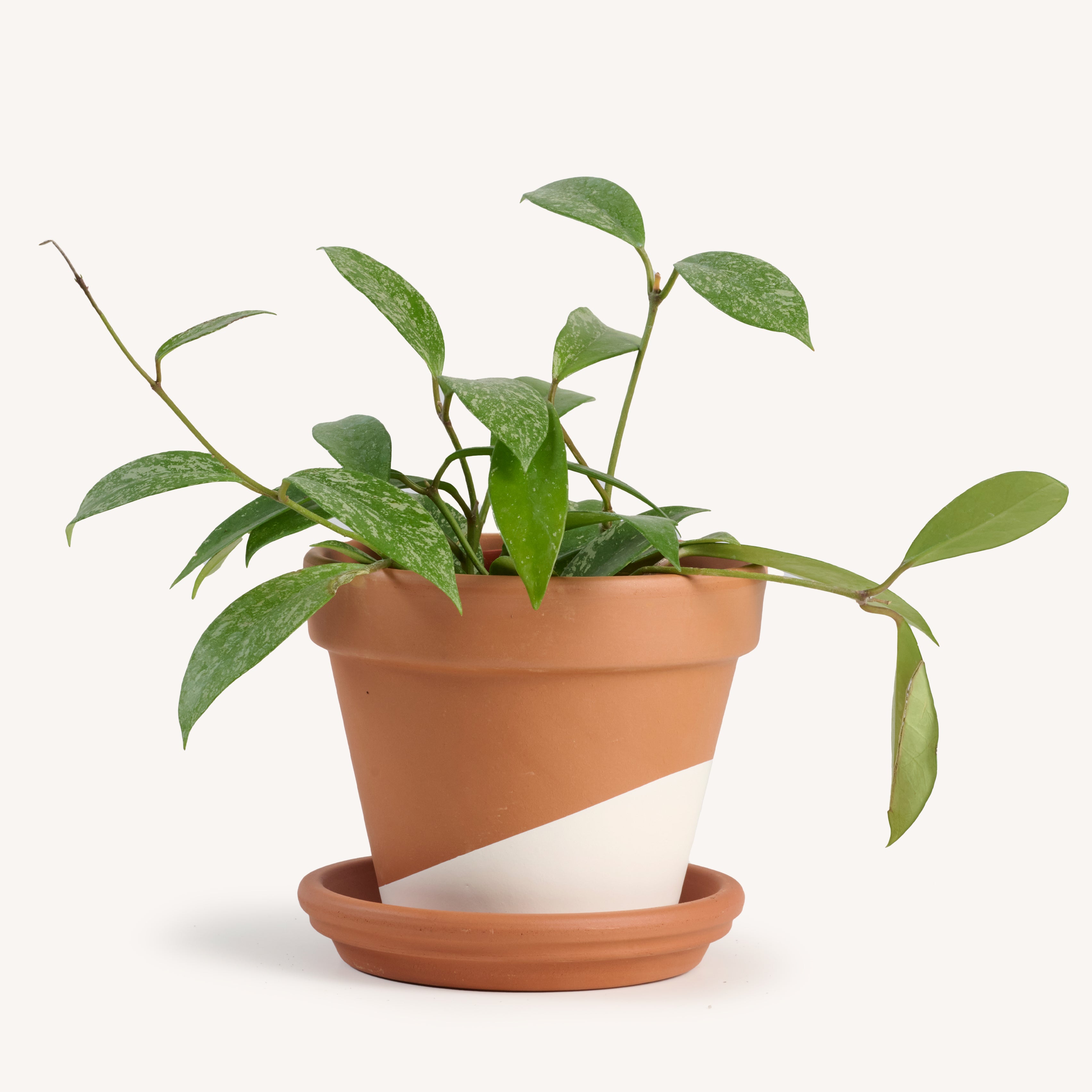 Hoya Splash – Horti