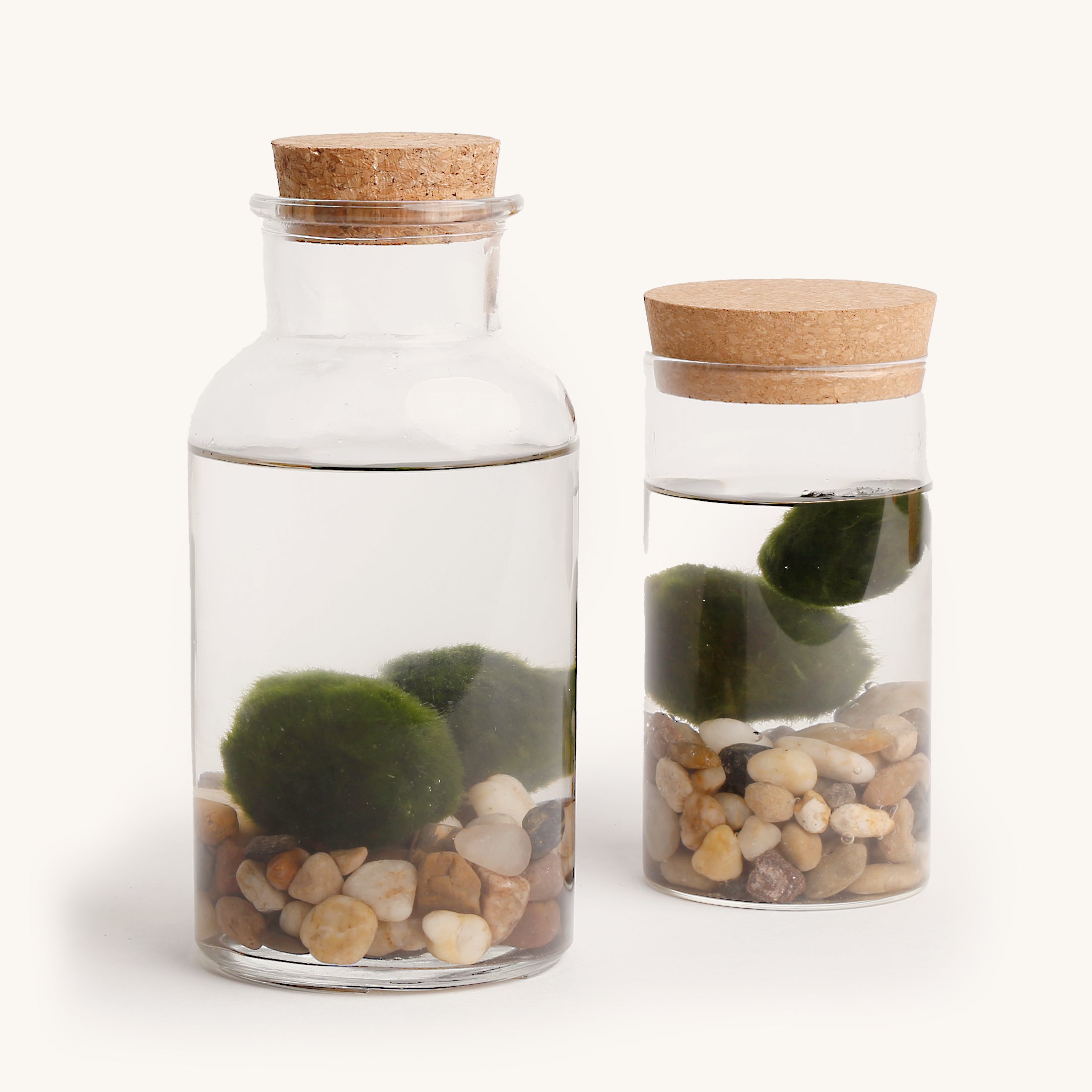 Marimo Kit - Plant Care Kit - Monthly Plant Subscription & Accessories ...