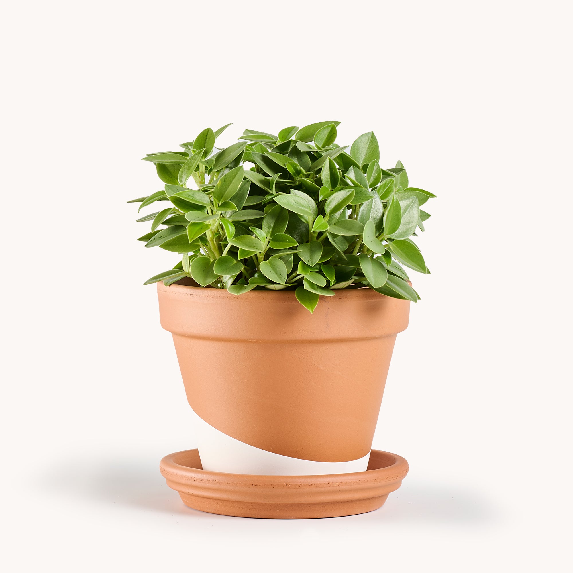 Peperomia Orba 'Pixie' – Horti