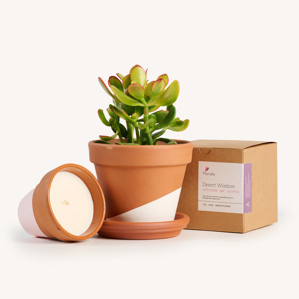 Nice Smelling Kit – Horti