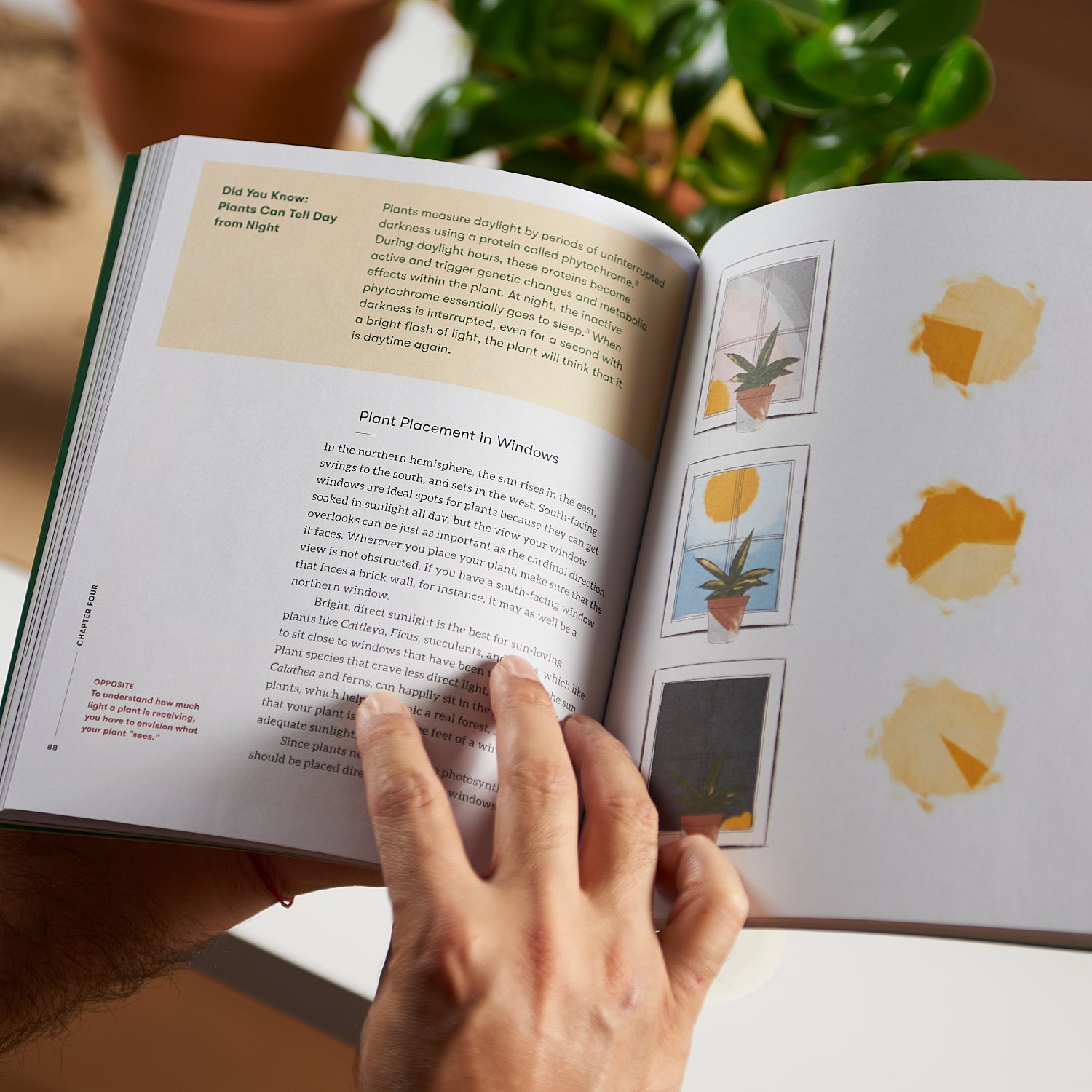 HAPPY PLANT BOOK – Horti