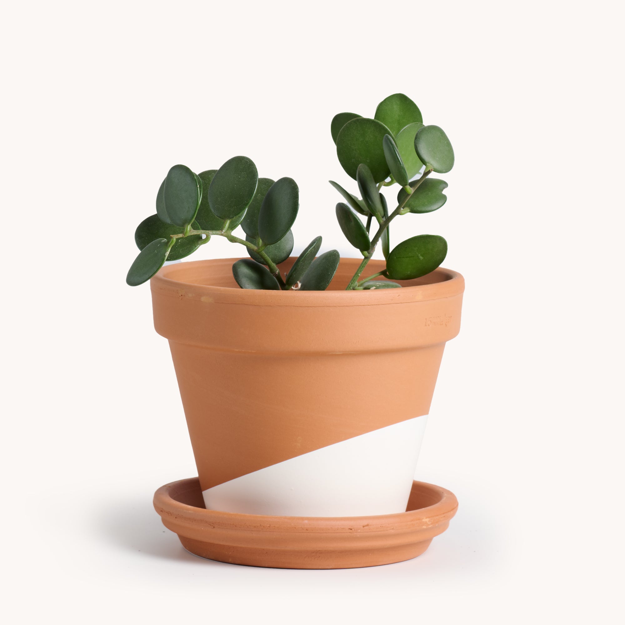 Silver Dollar Vine – Horti